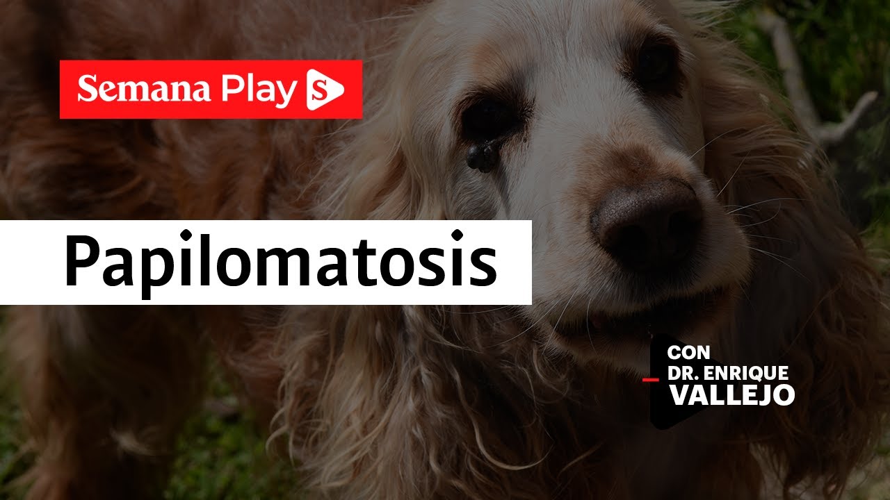 Papiloma canino: síntomas y tratamientos | Enrique Vallejo - YouTube