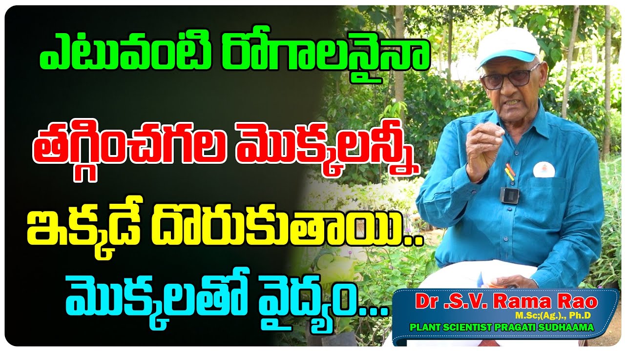 Herbal Medicinal and Aromatic plants at Pragati Resorts. Dr S.V Rama ...