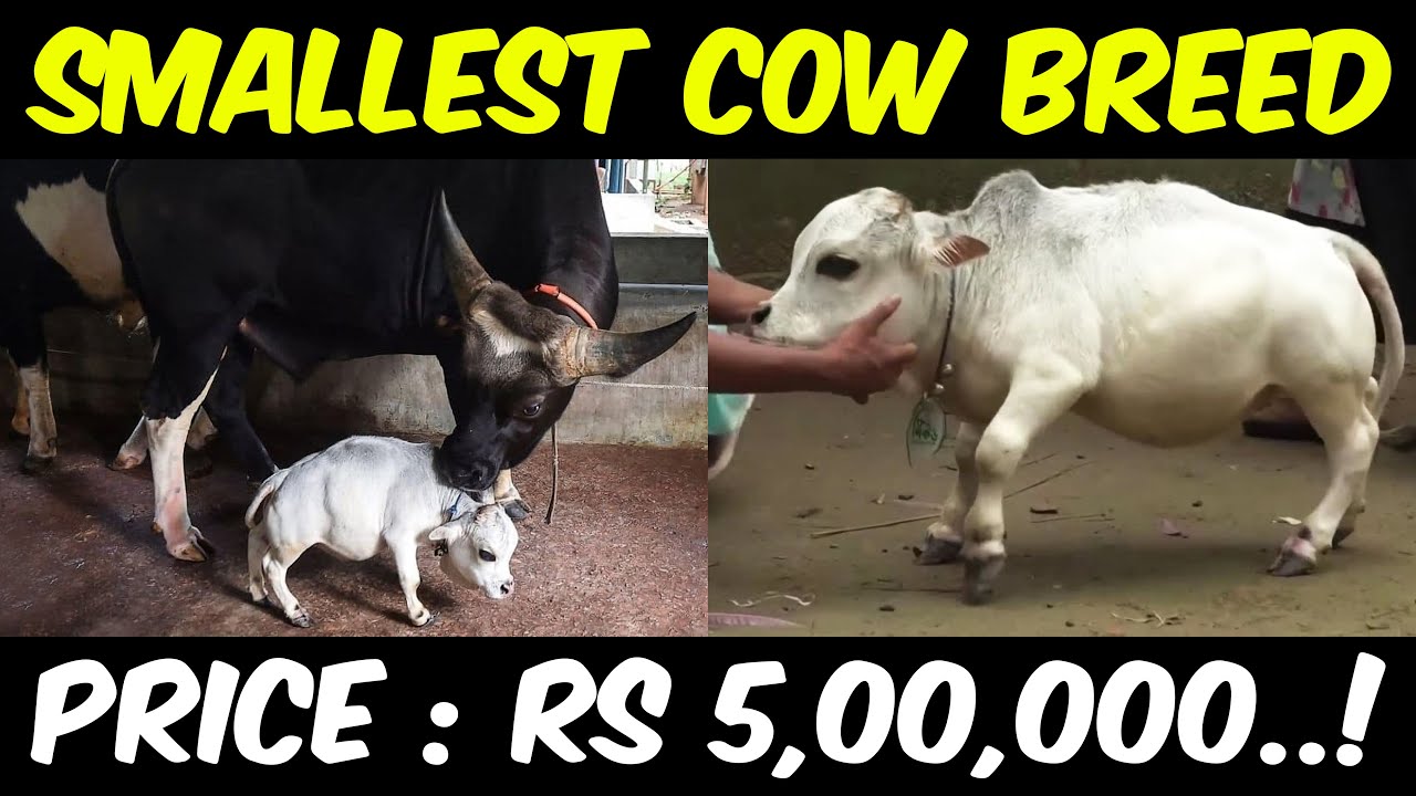 Smallest Cow Breed In The World Dwarf Cow Breed Punganur Cow YouTube smallest-cow-breed-in-the-world-dwarf-cow-breed-punganur-cow-youtube