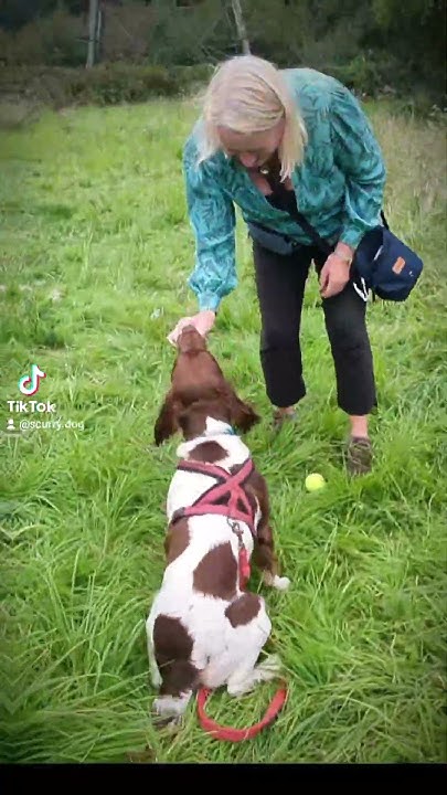 Wolverhampton Scurry Dog Workshop - YouTube