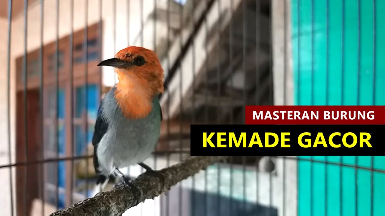 SUARA KEMADE JAWA JANTAN GACOR | Pancingan burung cabe cabean / ENCIT ...