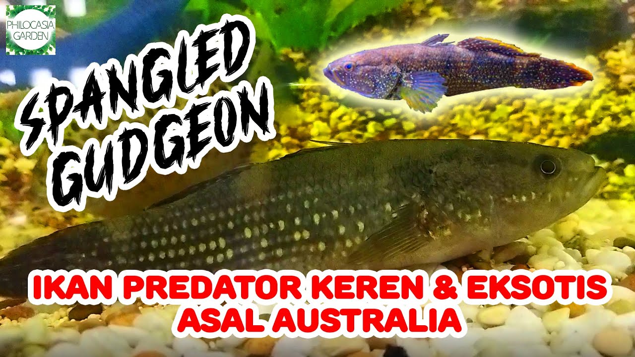 SPANGLED GUDGEON!! Ikan Eksotis Asal Australia - YouTube