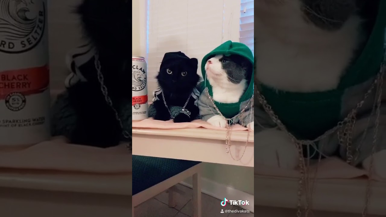 Cat Gang - YouTube