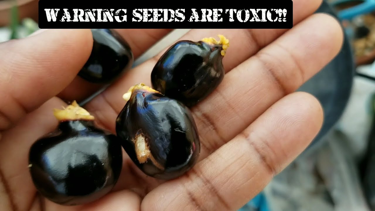 Gardening: Akee/Ackee Seed Sowing - YouTube