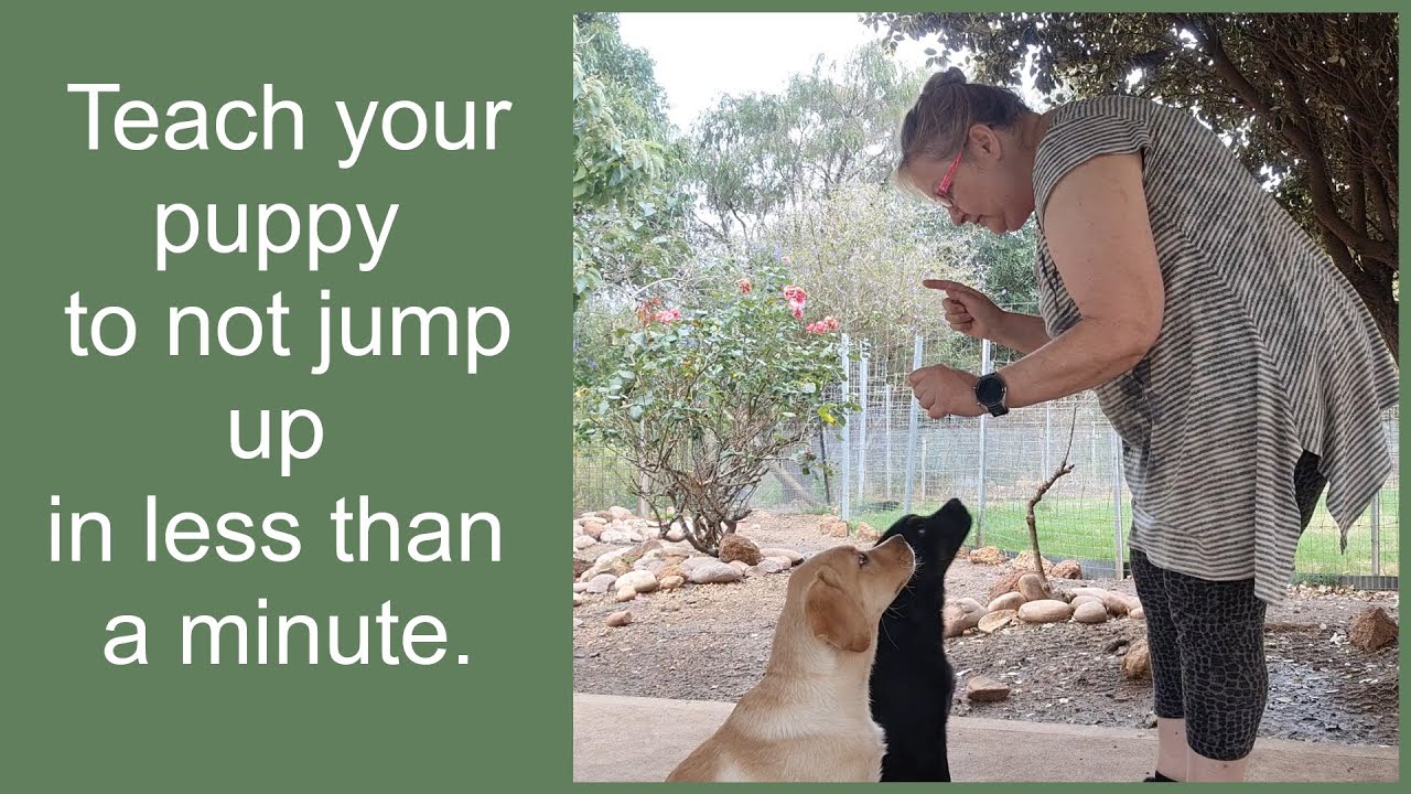 Teaching puppies not to jump up in less than a minute. Plus Bonus: WAIT ...