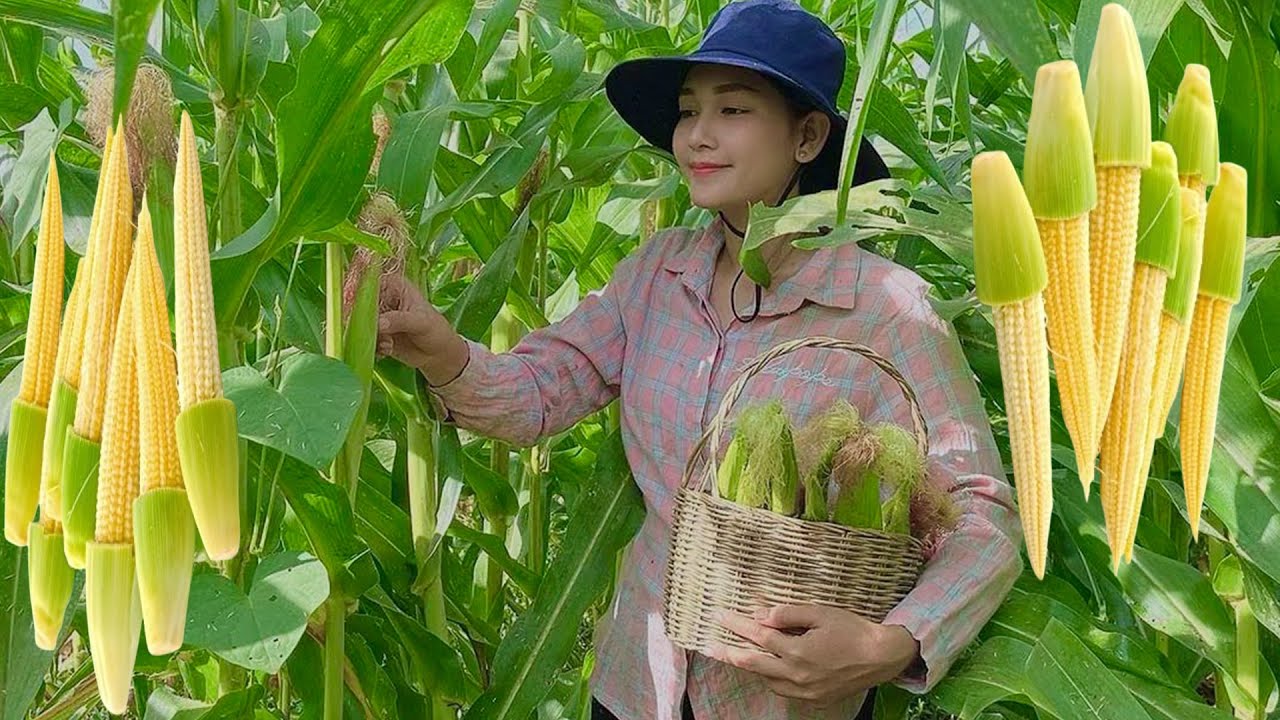 Baby corn farm in hometown, Harvest baby corn for cooking, Cooking with ...