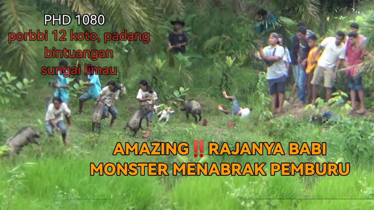 AMAZING RAJANYA BABI MONSTER MENABRAK PEMBURU‼️#wildboarhunting - YouTube