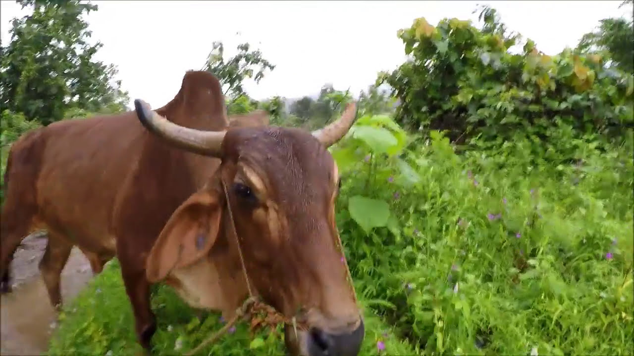 Chinchoti waterfall fall, A Trek 2016 NFK... - YouTube