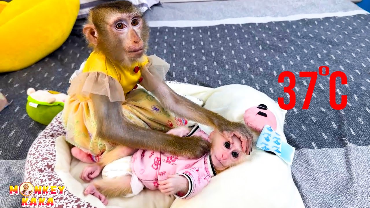 Monkey Kaka was happy when monkey Mit recovered from her fever - YouTube