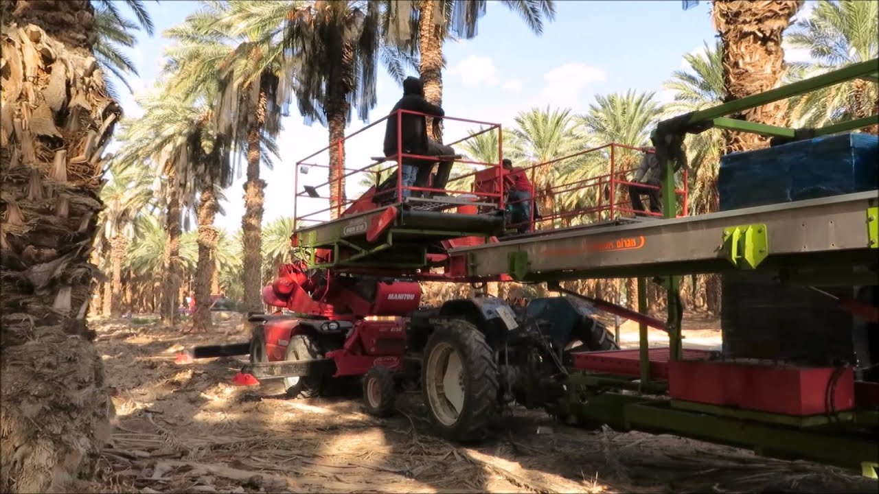 Dates Picking Machine - Israeli agricultural technology by AGROM - YouTube