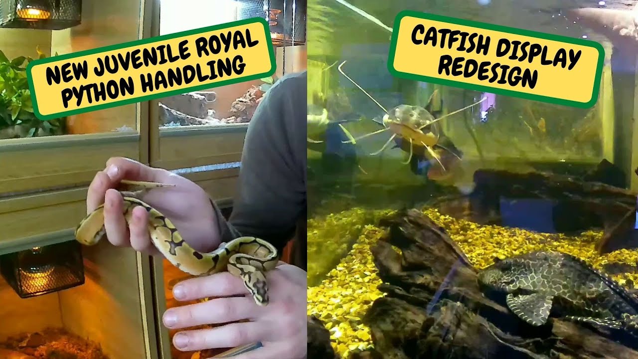 NEW Juvenile Royal Python Handling, Catfish display Redesign (Snake ...