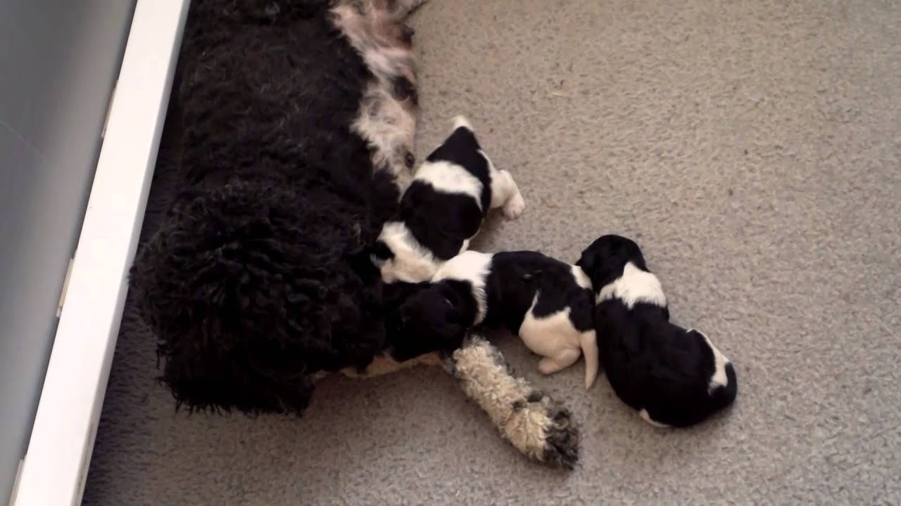Australian Multigen Parti Colored Labradoodle pups - YouTube