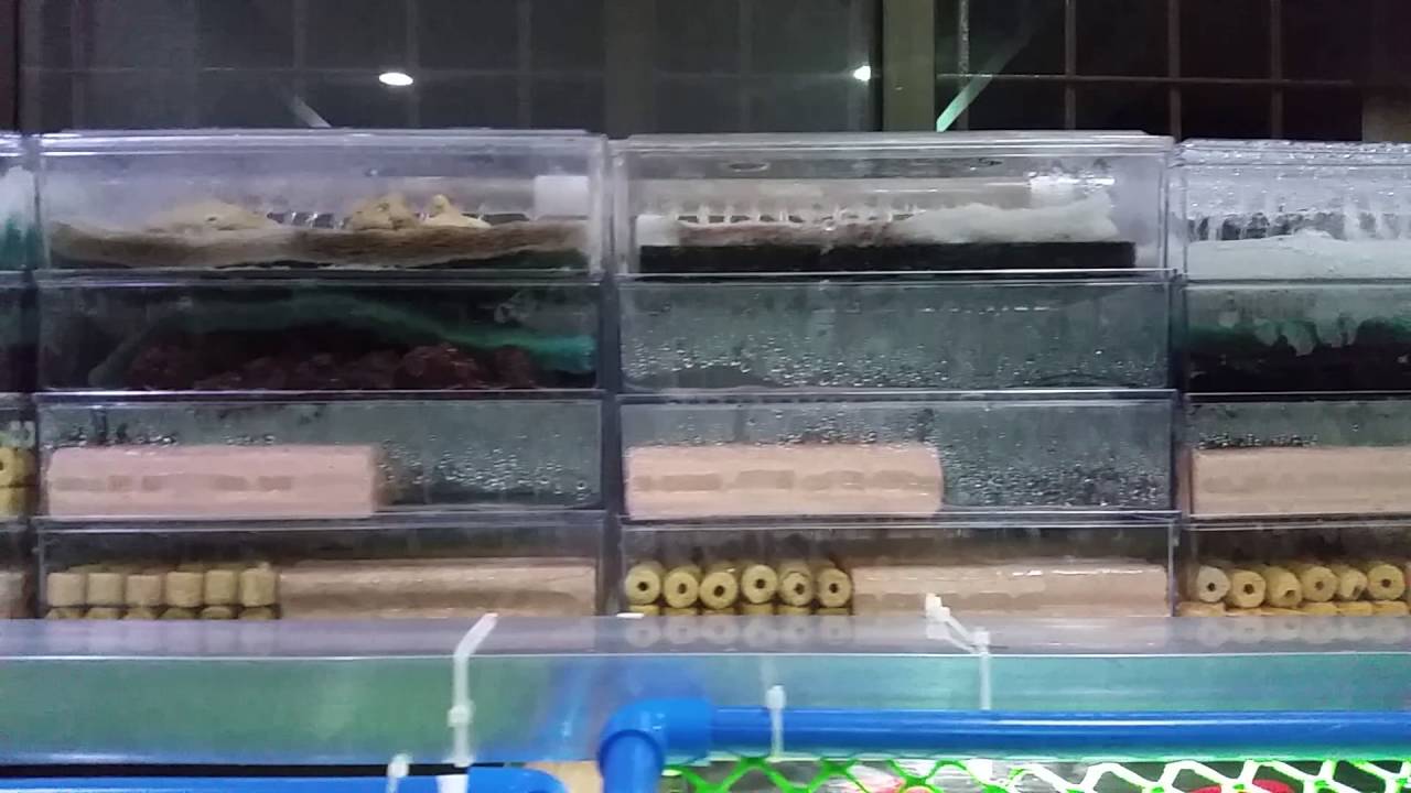 6Ft. 4layer Trickle filter for fresh water aquarium - YouTube
