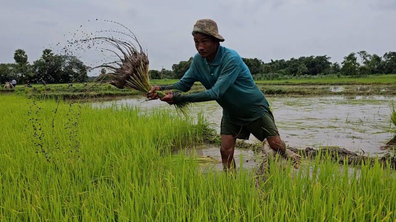 Ayeyarwady rice farmers struggle with rising prices | Radio Free Asia ...
