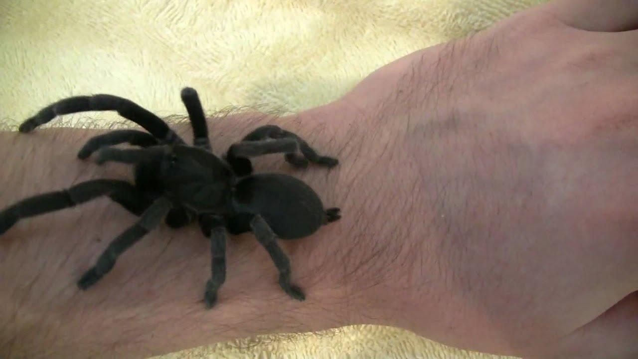 Phlogius Rubiseta - 100mm Female - YouTube