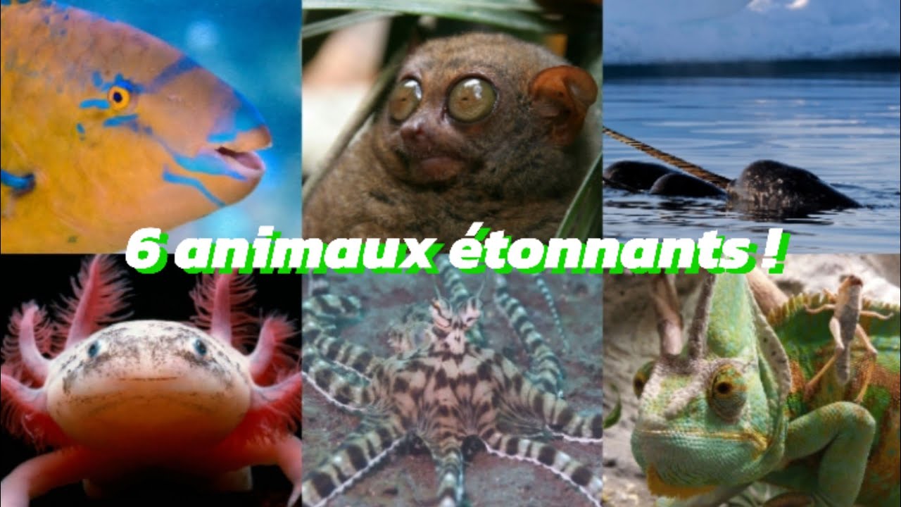 6 animaux étonnants ! - YouTube