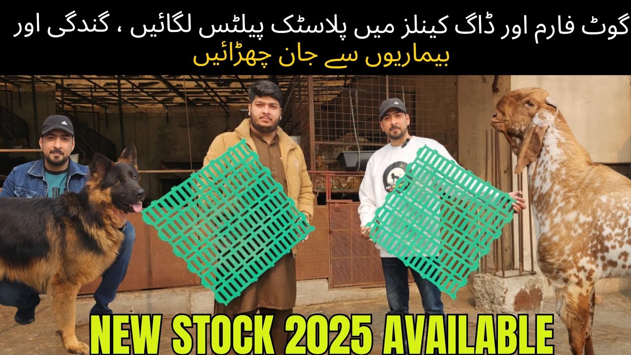 Plastic Slatted Floor For Goats |Plastic Pallets For Dog Kennel |Modern ...