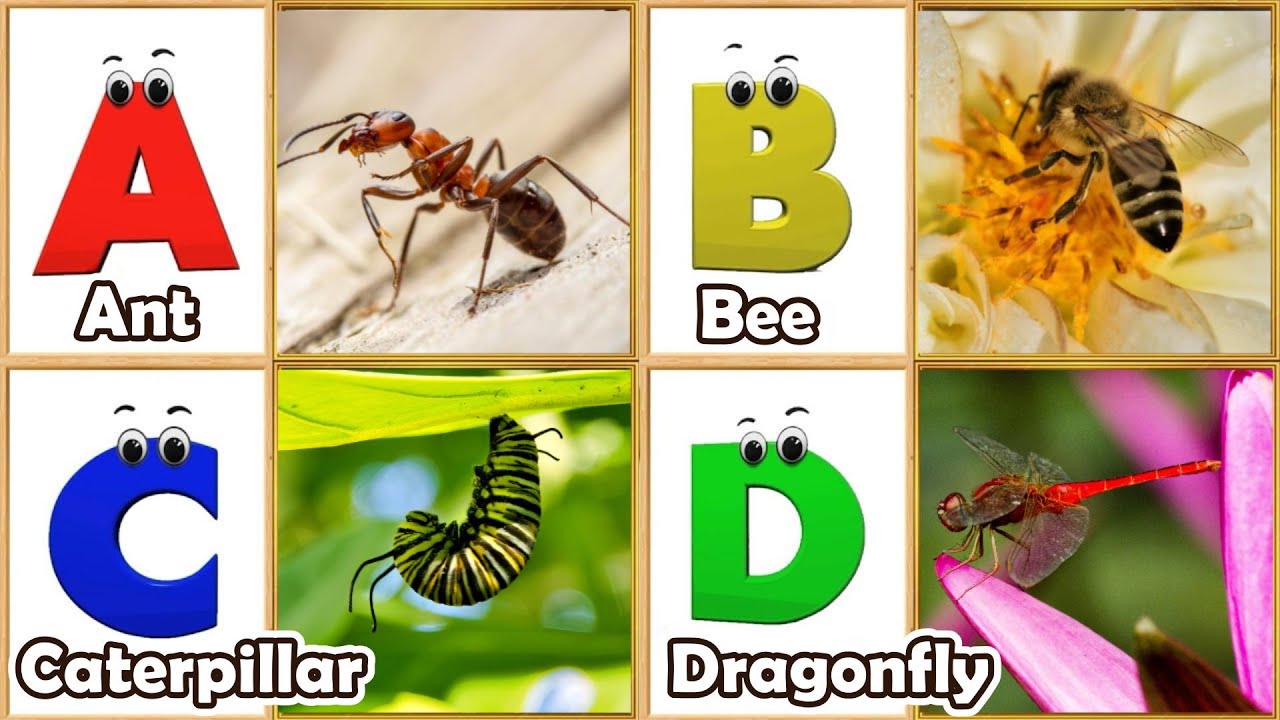 Abc Insect Song | A to Z Insects Song | Insects Alphabet song | Phonics ...