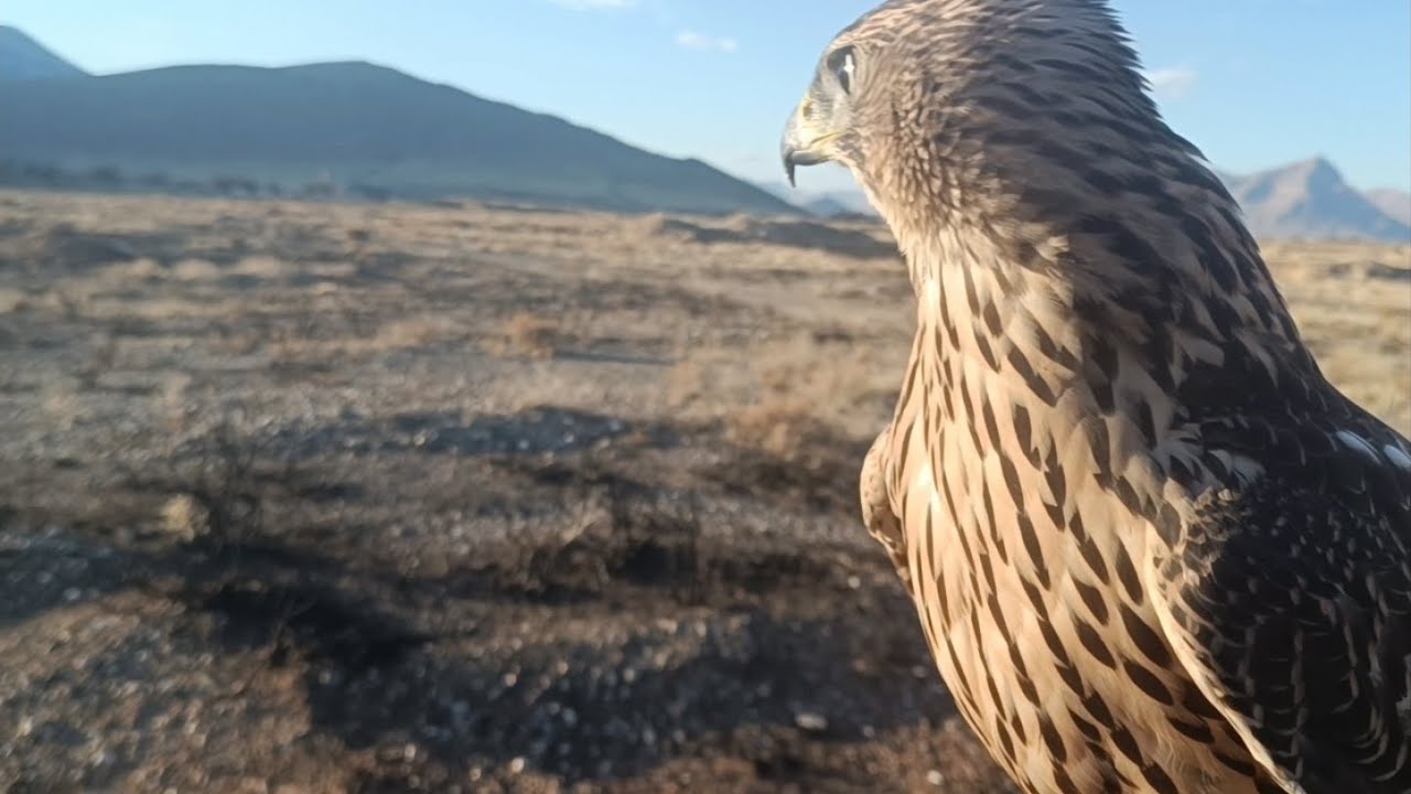 goshawk attack for hunt//baby goshawk will be prepared//how train baby ...
