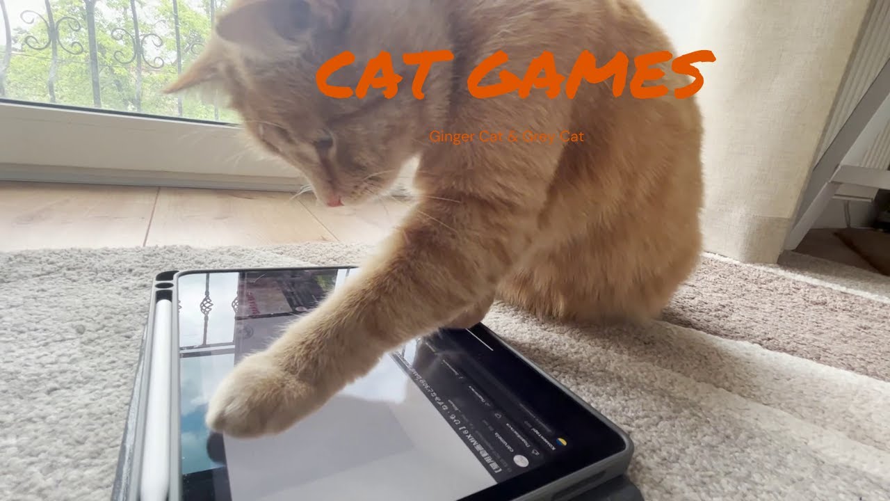 Ginger Cat Playing on Ipad - YouTube