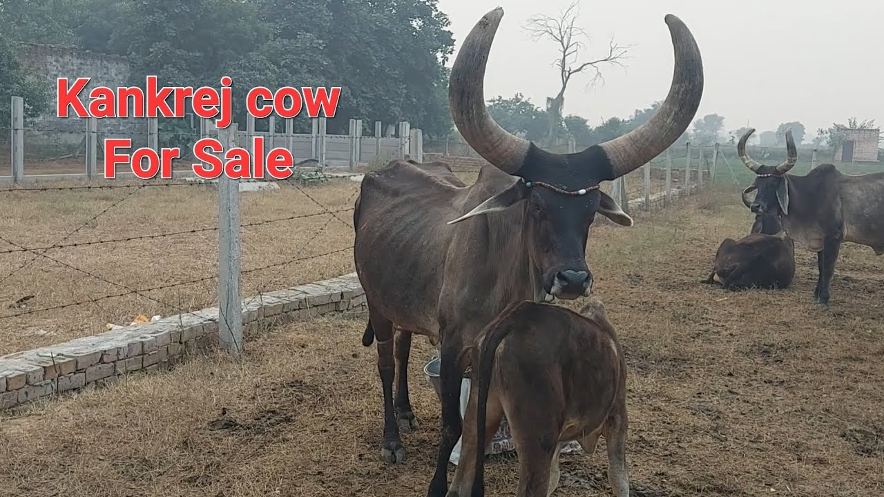 Kankrej cow For Sale #kankrejcow #desi 9928571549 - YouTube