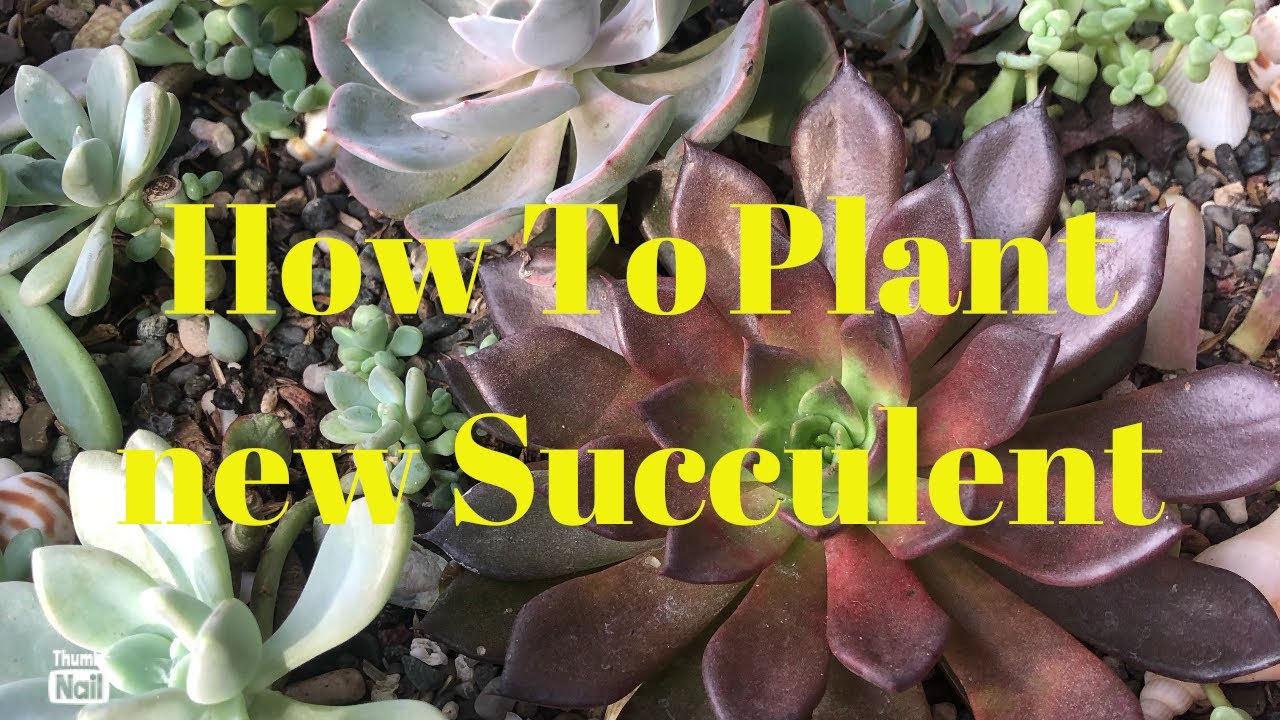 Succulent,tips how to plant new arrival succulent..7days travel before ...