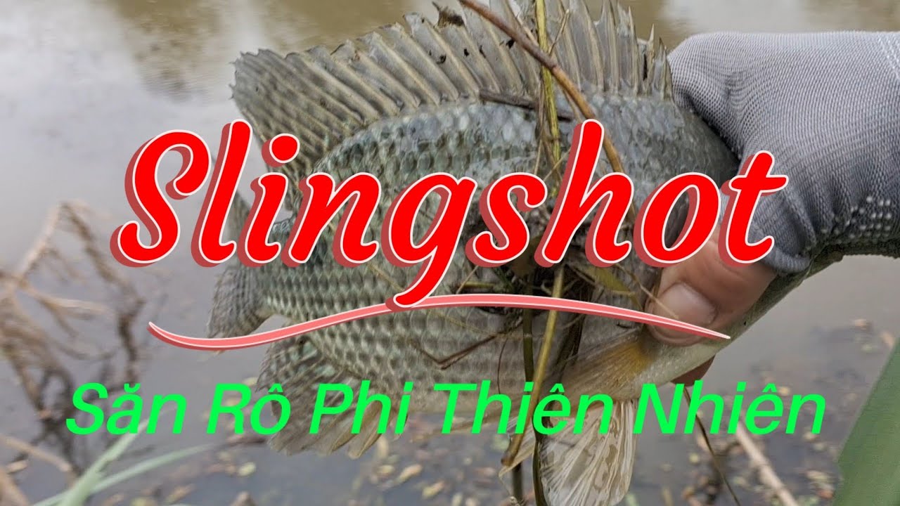 Săn Bắt (Video 2) Slingshot Ná Cao Su Săn Cá Rô Phi Thiên Nhiên - YouTube