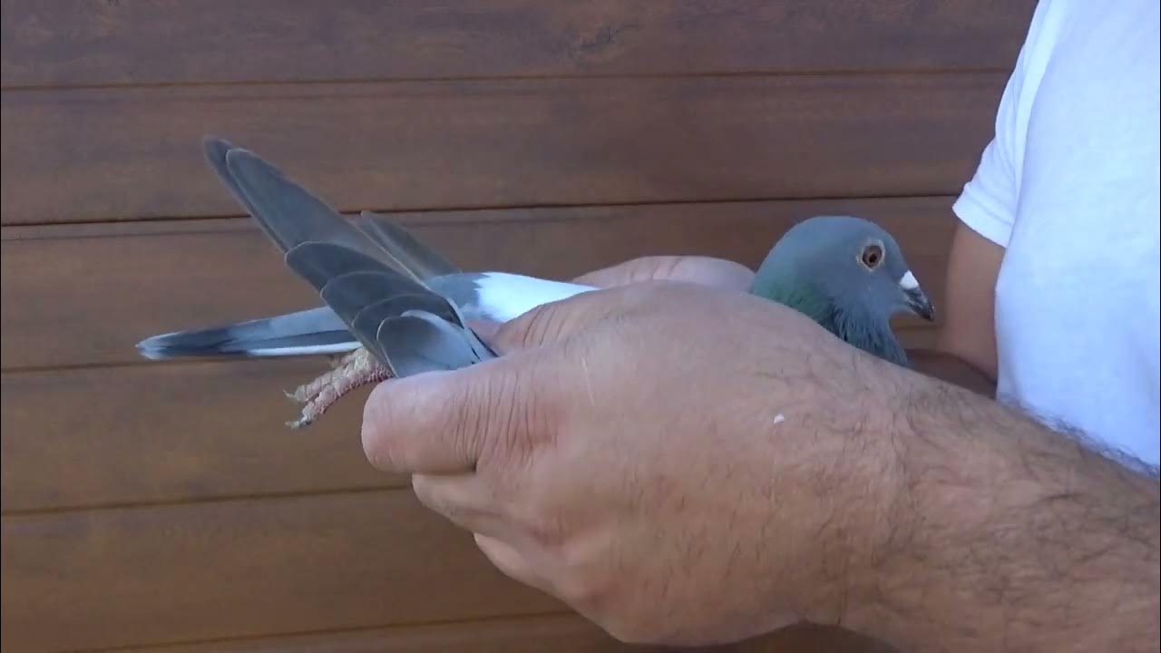 DV 05583-23-535 orig. Menne und Tochter - YouTube