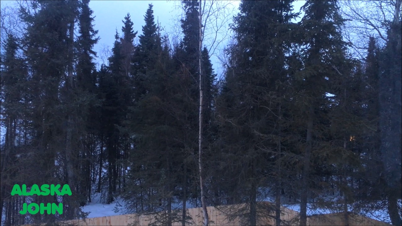 ALASKA BACKYARD - Anchorage - January 26th 2017 - YouTube