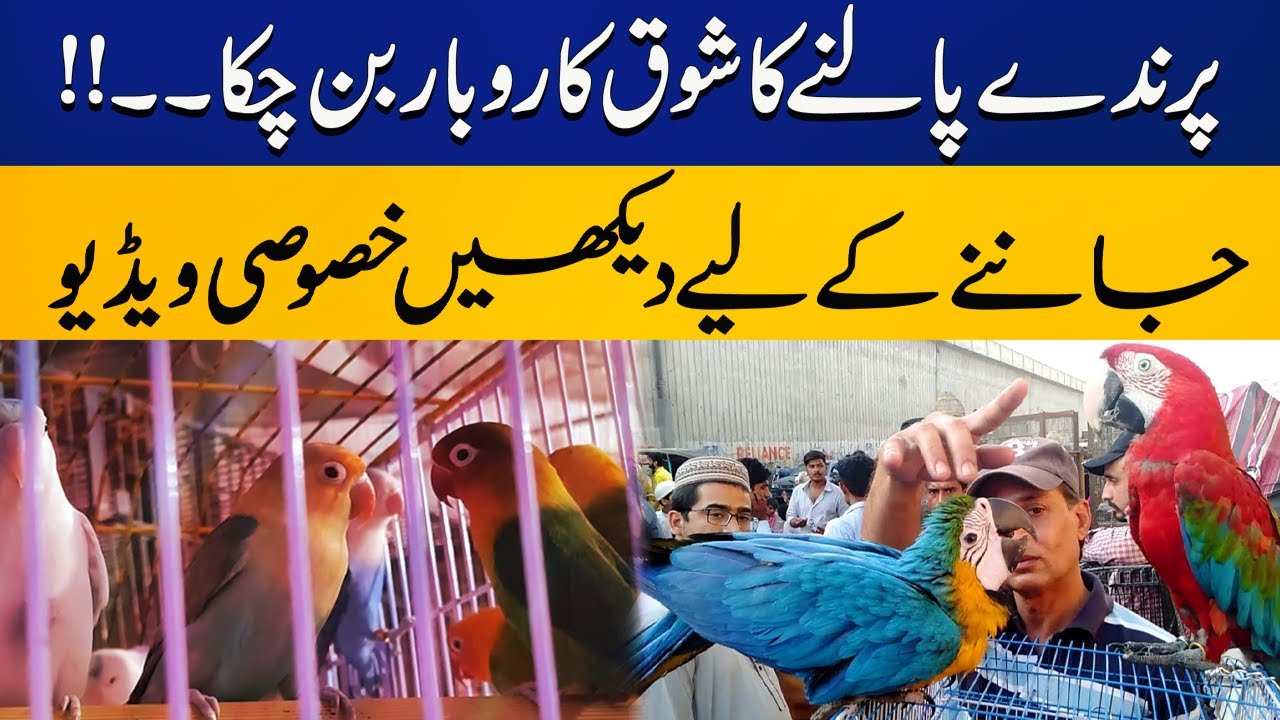 Hobby Of Keeping Birds Becomes Trading | Special Video | Capital TV ...