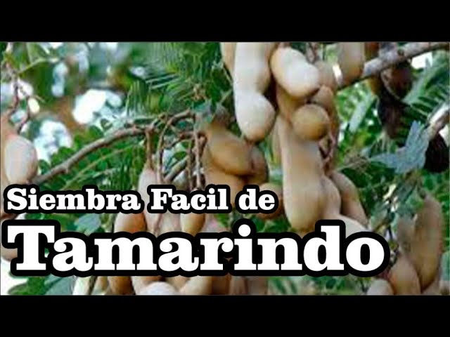 Fruta Tamarindo Verde