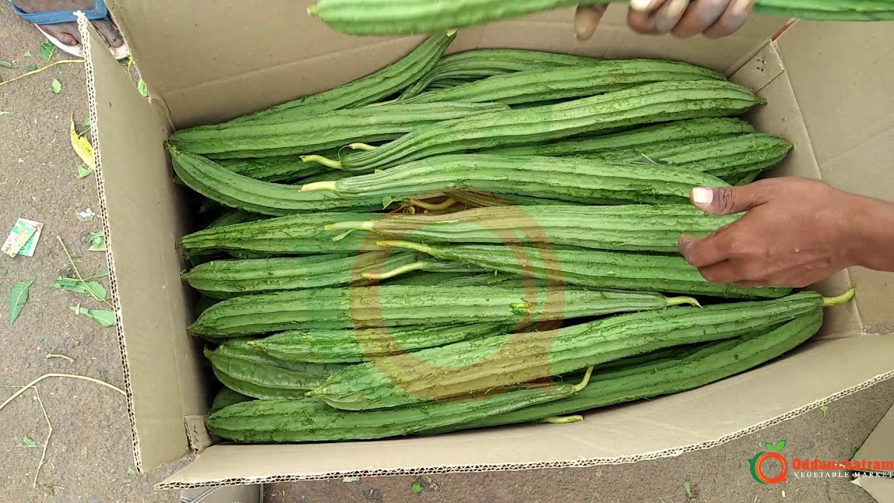 Packing Process of Perkangai Luffa Vegetable at Oddanchatram Vegetable ...