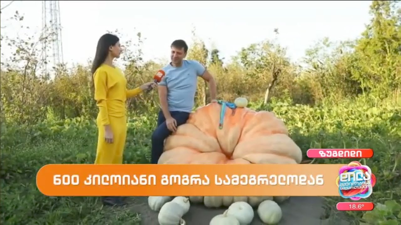 600 კილოიანი გოგრა სამეგრელოდან ირაკლი ჯღარკავა დილა მშვიდობისა