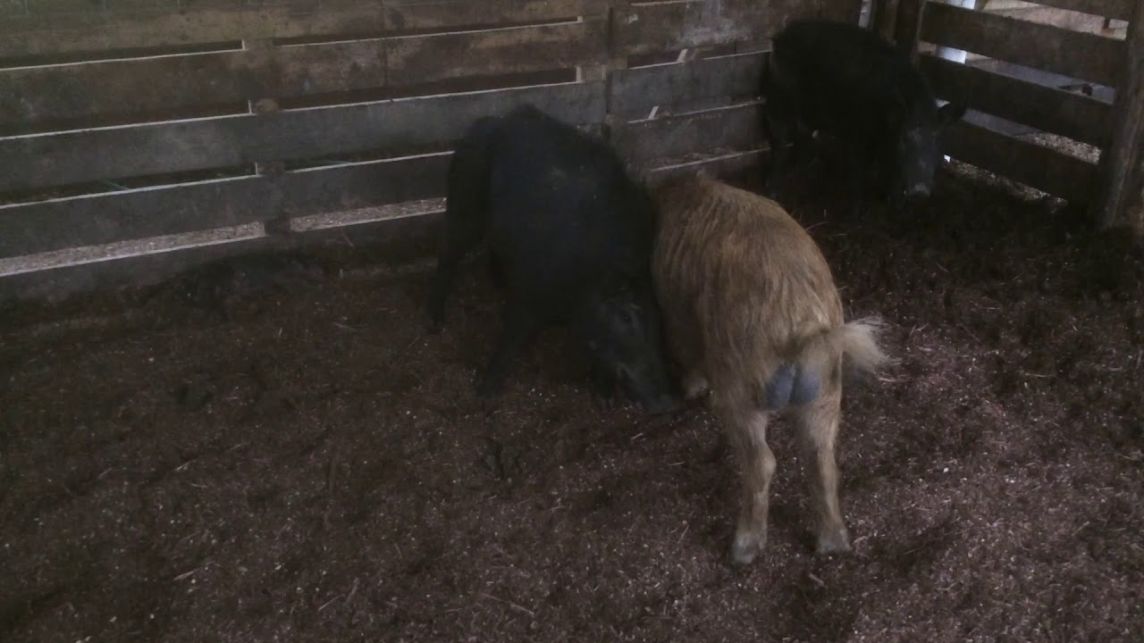 Three little piggies wild hogs fighting - YouTube