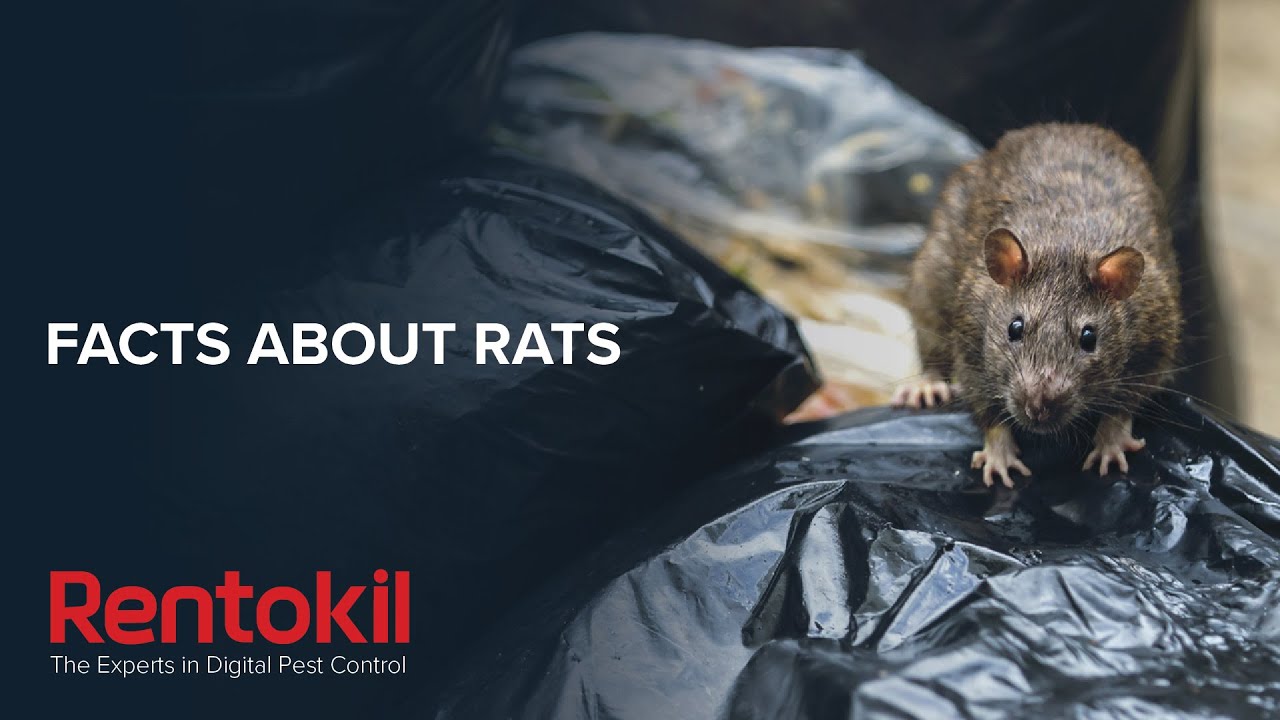 Facts About Rats That Will Blow Your Mind | Rentokil Pest Control ...
