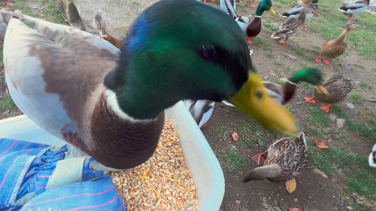 Drake Takes Over the Food Bucket - YouTube