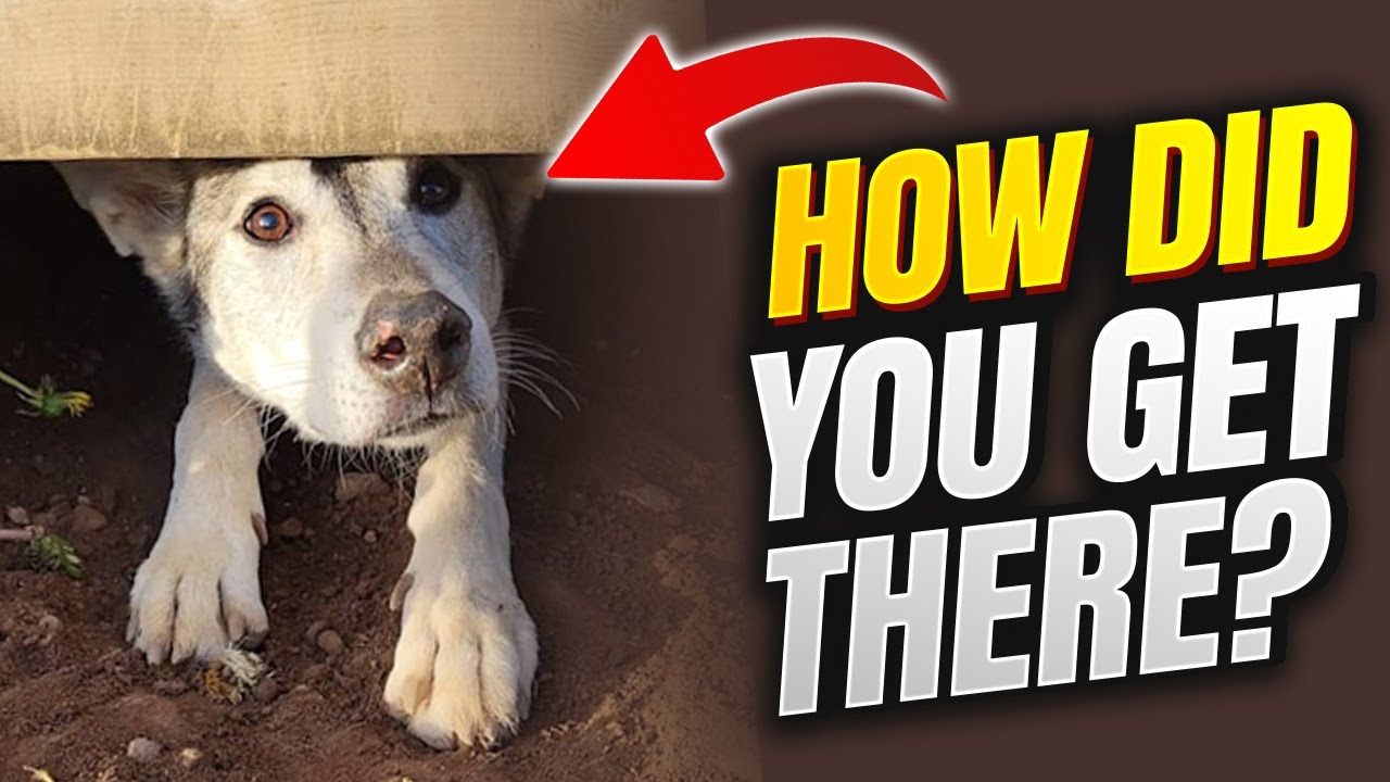 Bear got STUCK in Otis's HUSKY DEN - YouTube