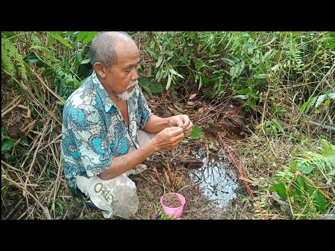 MANCING LELE LEMBAT TERBESAR DI DUNIA PART 3.