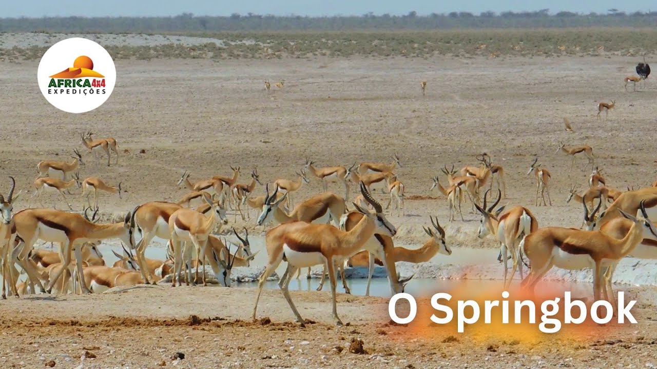 O SPRINGBOK - ÁFRICA 4X4 EXPEDIÇÕES - YouTube