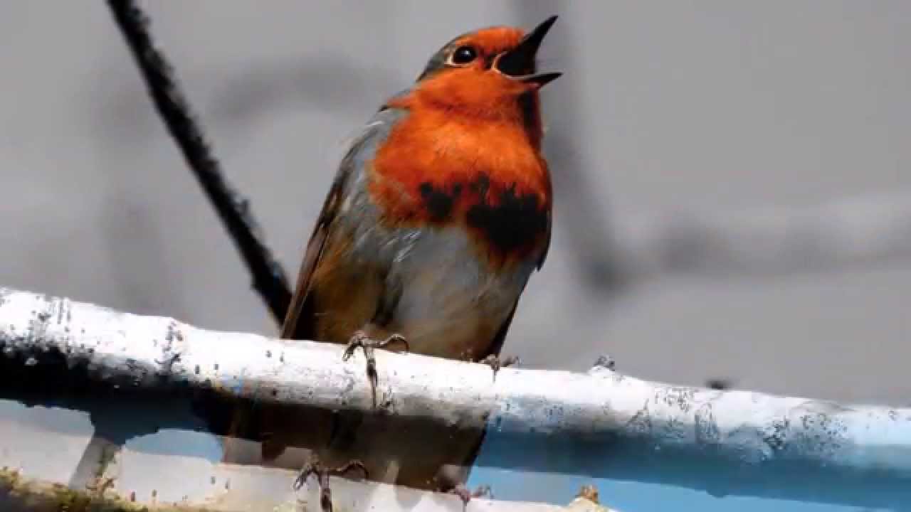 Robin Song In Slow Motion & Pictures - YouTube