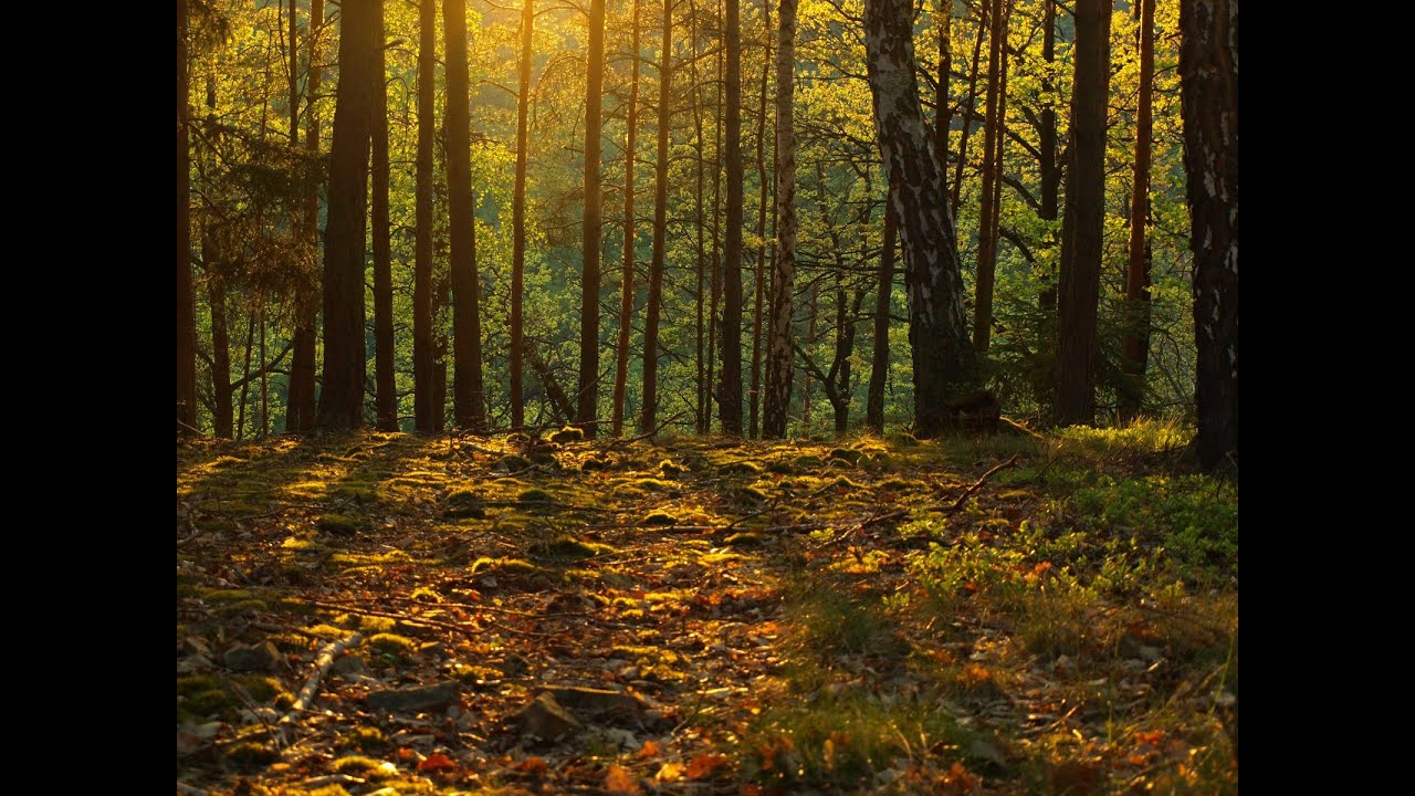 10 Hours of Nature sounds with black screen. Get a great night sleep ...