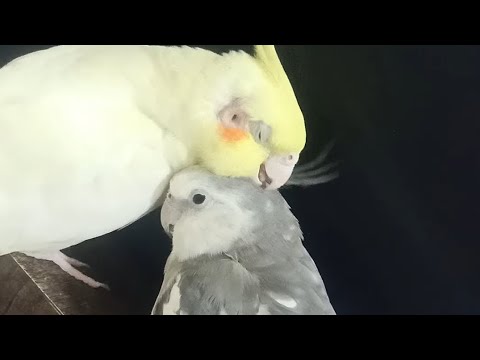 How Cockatiels love each other - YouTube