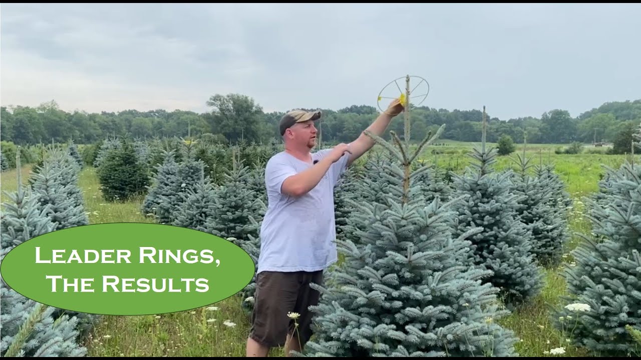 Christmas Tree Training Rings, The results - YouTube