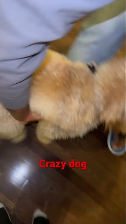 crazy dog meme - YouTube
