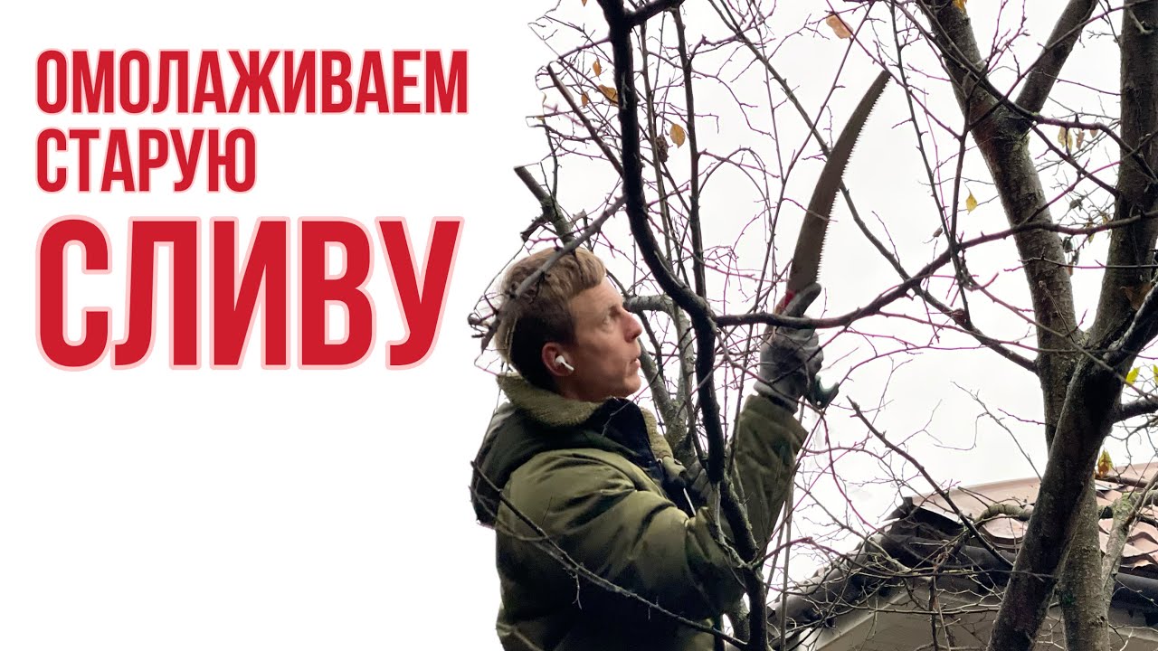 Как старую сливу заставить плодоносить Youtube