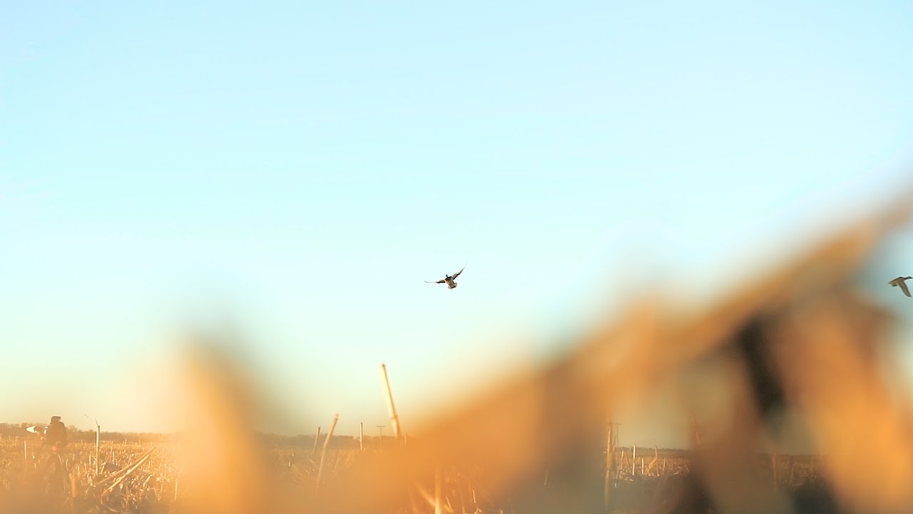 RARE Windless Day in South Dakota- Mallard Hunting - YouTube