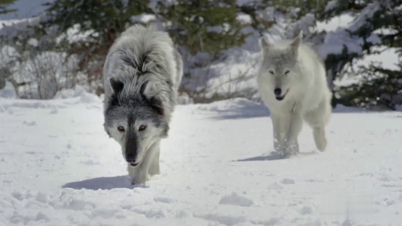 The legendary black wolf is back - YouTube