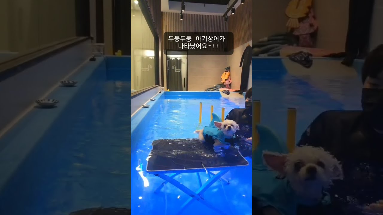 어맛 아기상어다 뚜루루~ 상어 🦈 Shorts Youtube