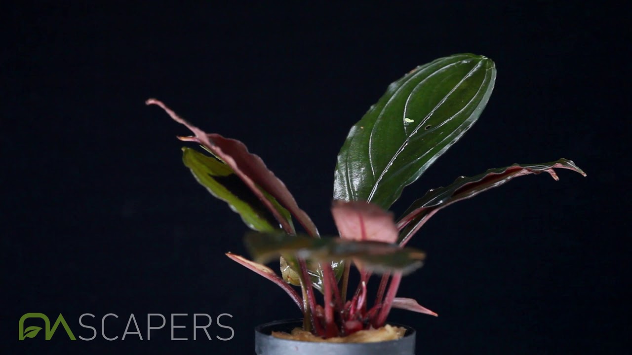 BUCEPHALANDRA SKELETON KING - YouTube