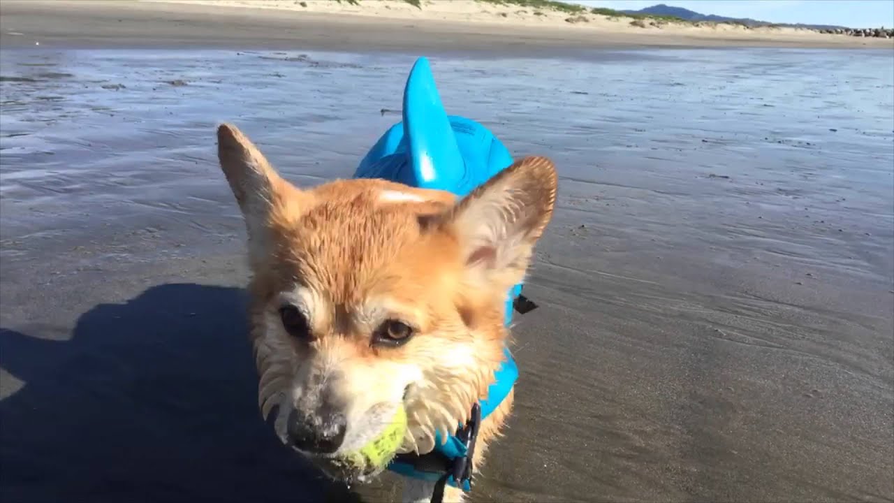 Mindy the Corgi wearing her shark suit at Half Moon Bay | Dog Life Vest ...